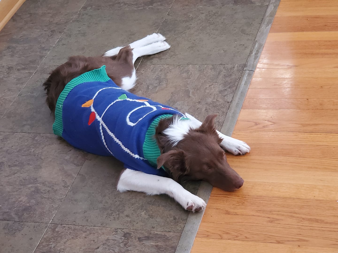 Tazuna: My Australian Shepherd Service Dog - My Aussie Service Dog