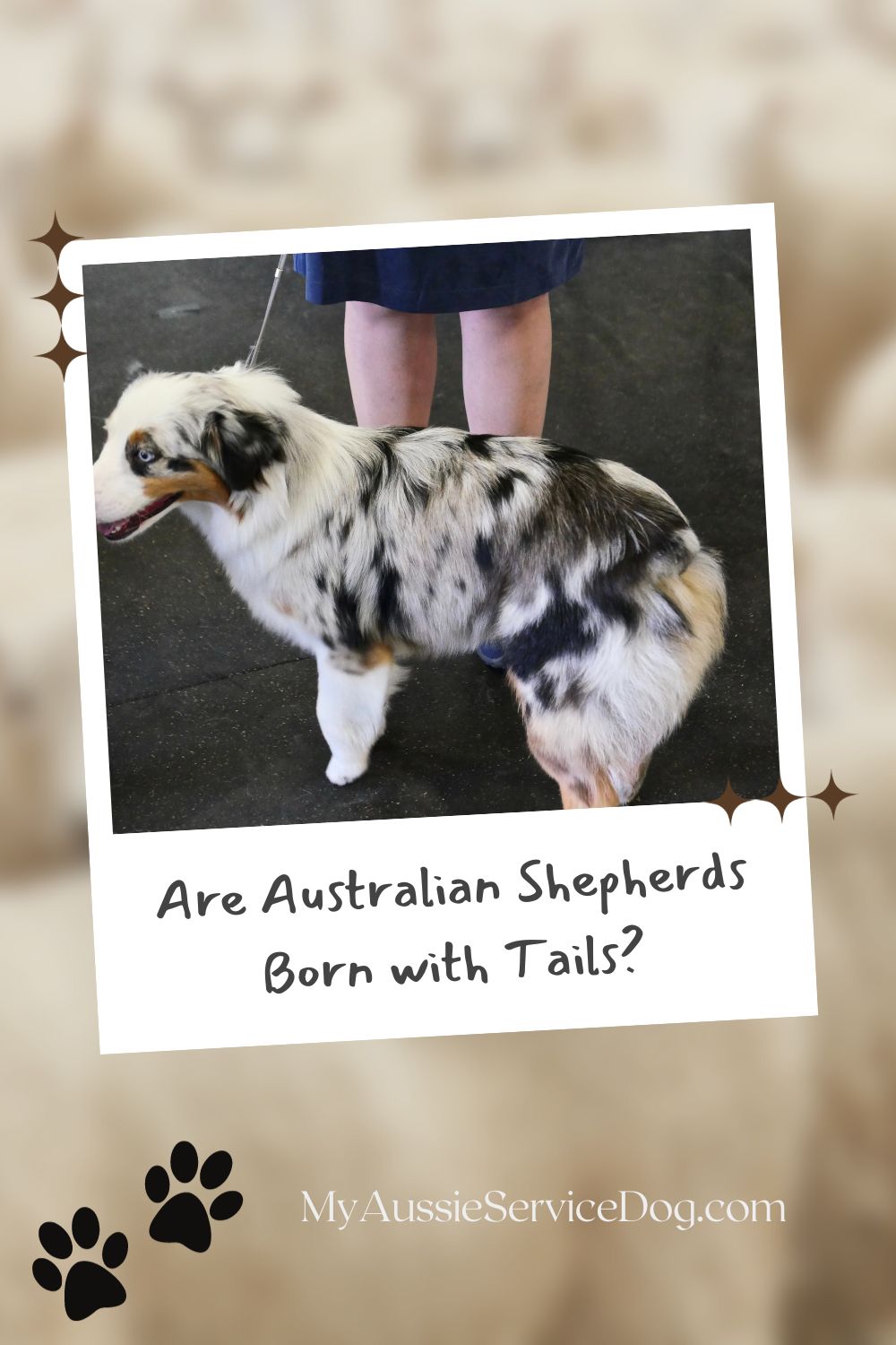 Are Australian Shepherds Born with Tails? - My Aussie Service Dog