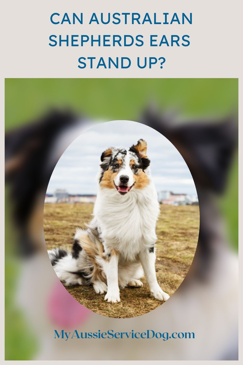 Can Australian Shepherds Ears Stand Up? - My Aussie Service Dog