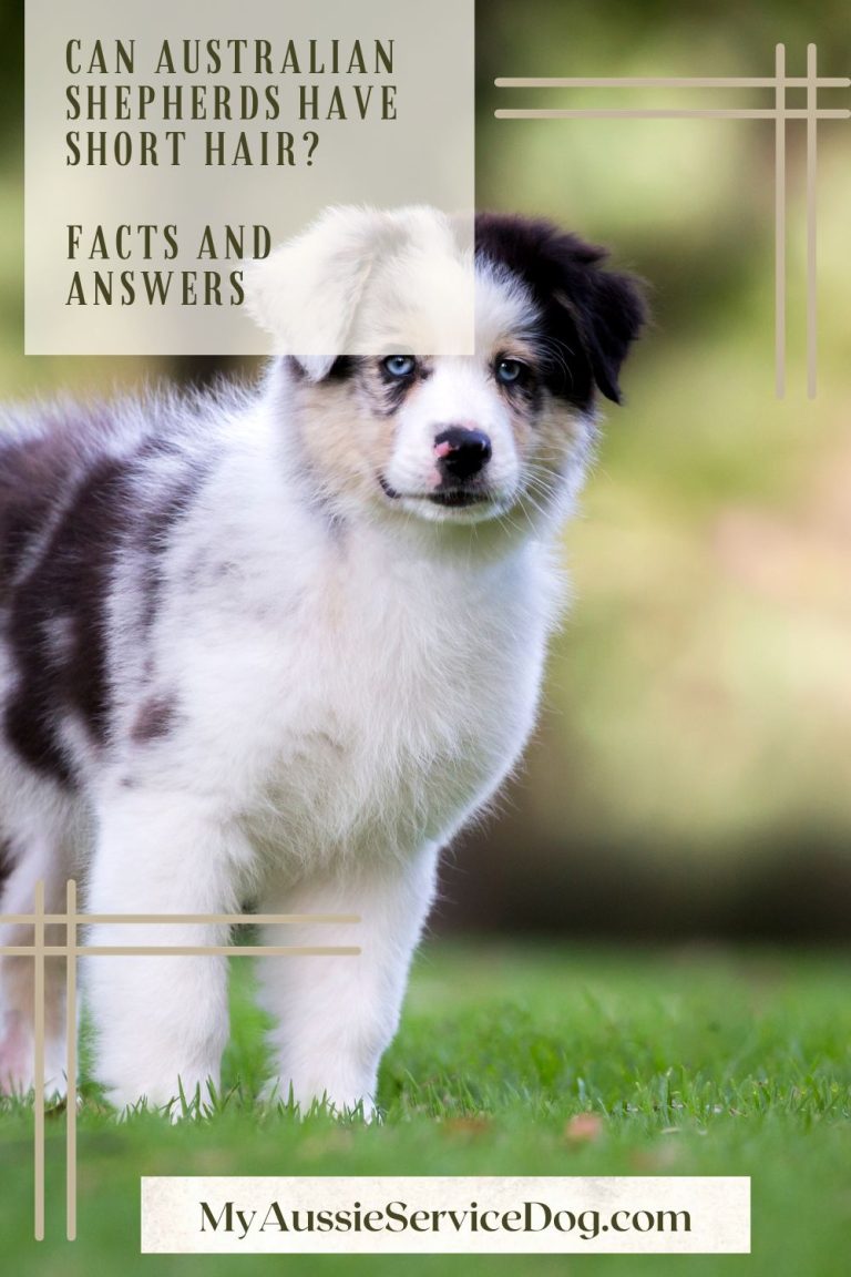 Can Australian Shepherds Have Short Hair? Facts and Answers - My Aussie ...