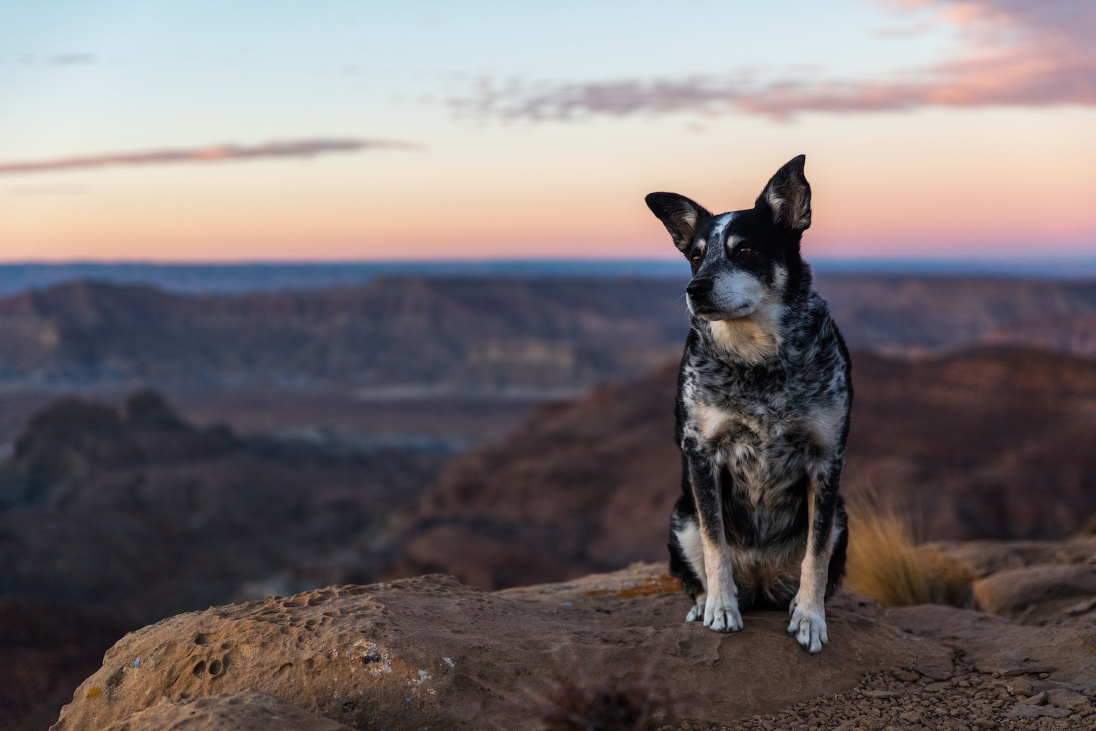 Can Australian Shepherds Be Guard Dogs? - My Aussie Service Dog
