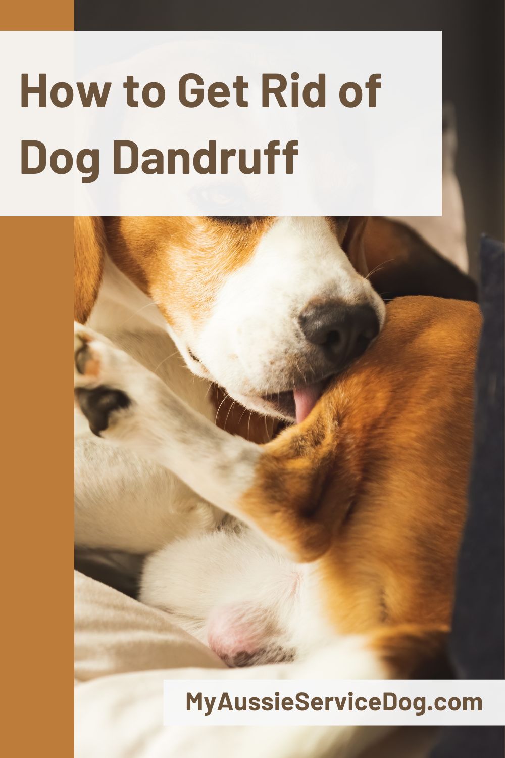 How to Get Rid of Dog Dandruff - My Aussie Service Dog